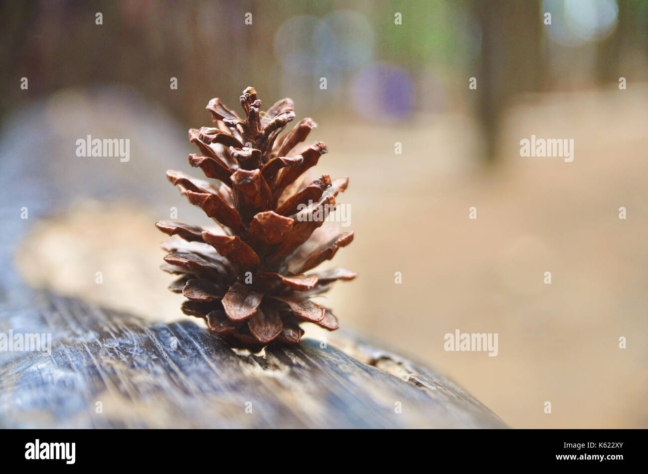 Chair and pine cone hi-res stock photography and images - Alamy