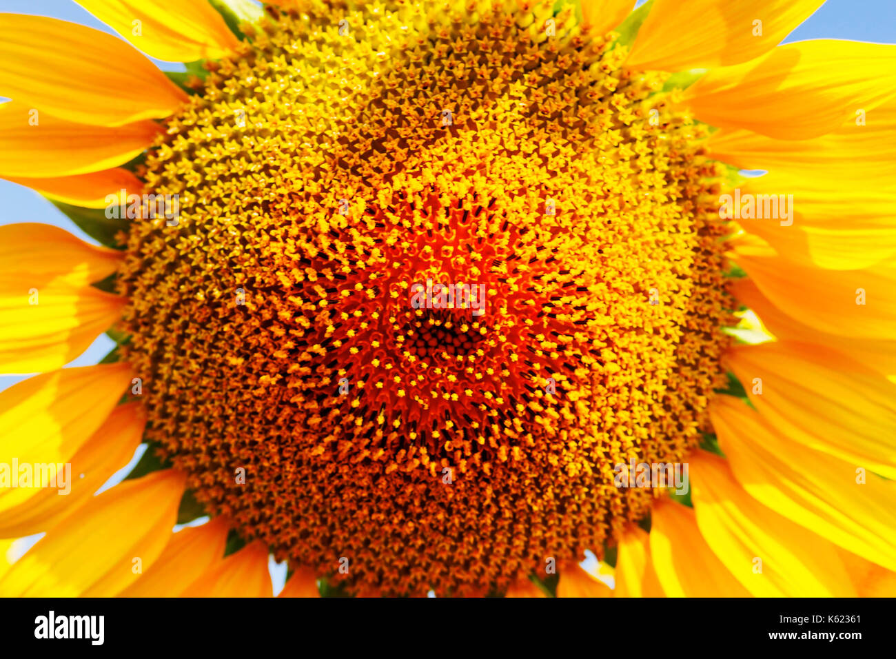 Sunflower pollen with beautiful of textures Stock Photo - Alamy