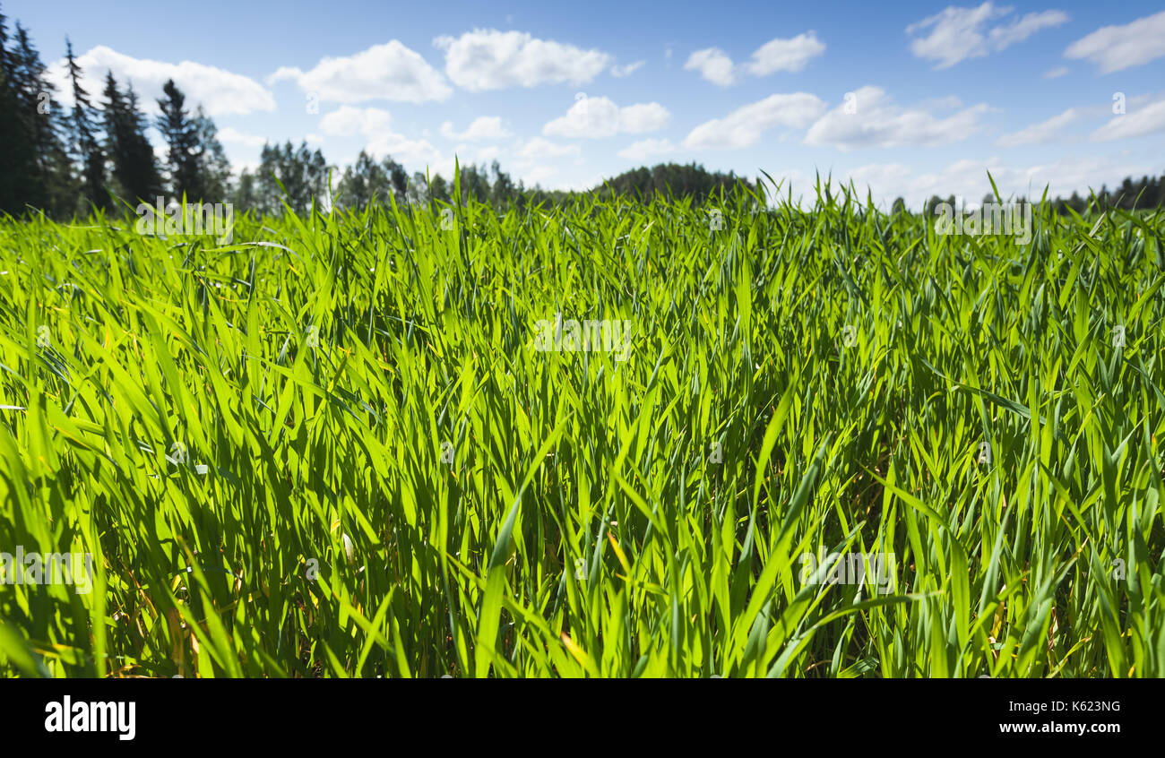 Fresh green grass grows on summer field in the sunlight, agricultural ...