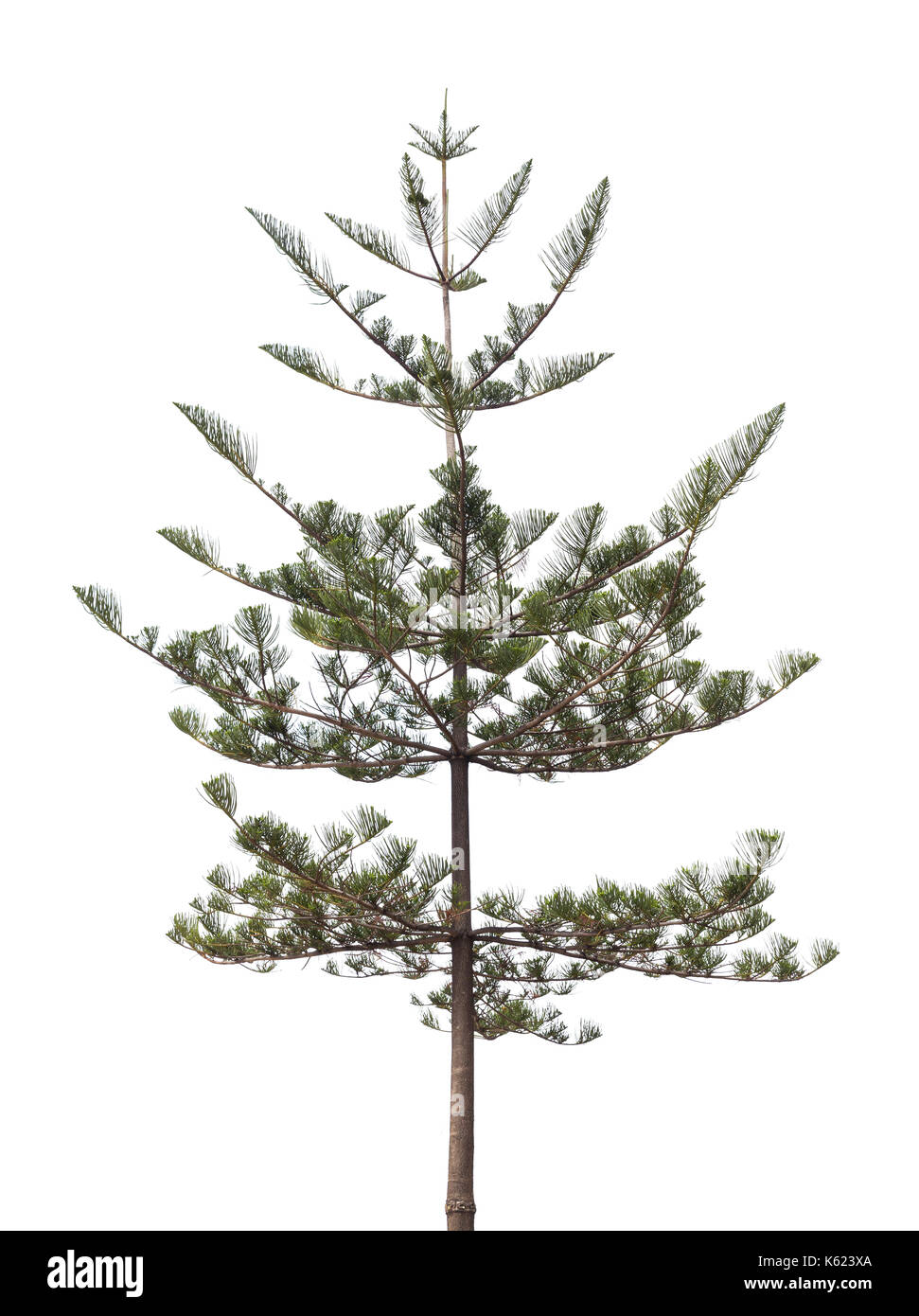 Small conifer tree isolated on white background Stock Photo - Alamy