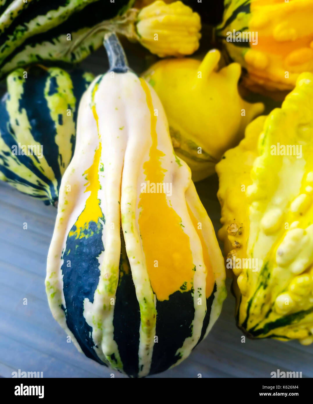 Pile ornamental gourds hi-res stock photography and images - Alamy