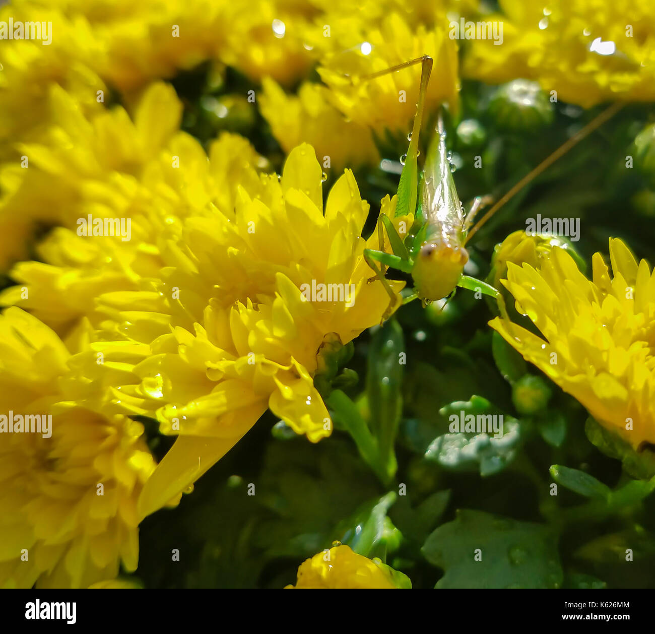 Yellow Mum with Green Grasshopper Background Stock Photo - Alamy