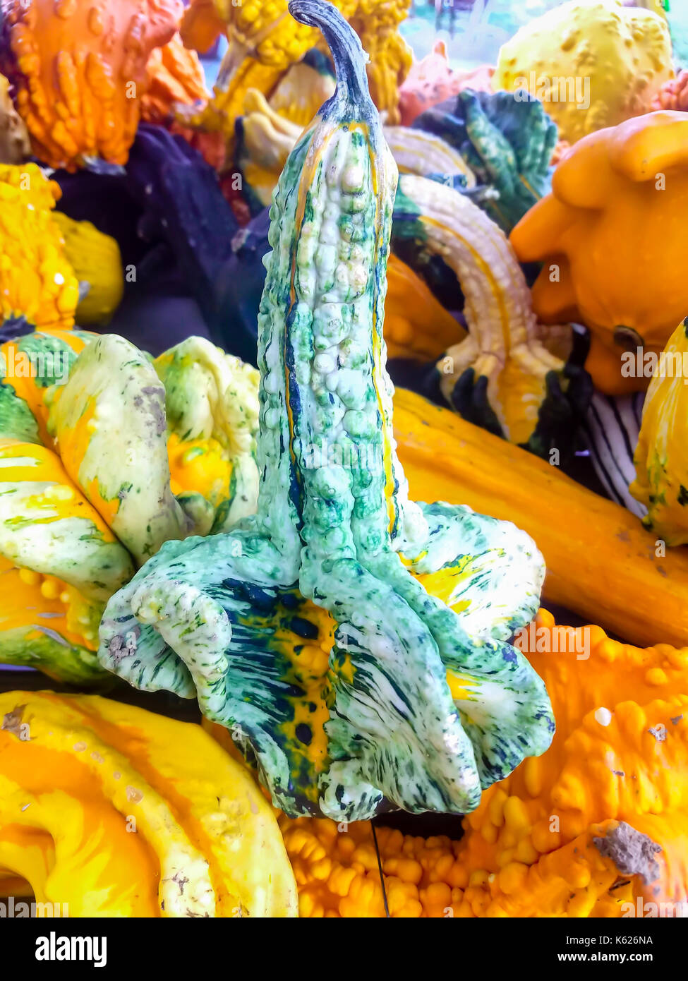 Vegetable gourds hi-res stock photography and images - Alamy