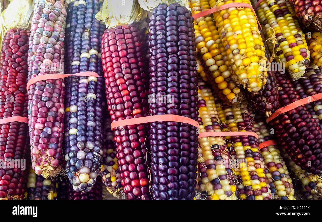 Colorful Indian Corn Background in Purple, Blue, Yellow, and Burgundy ...