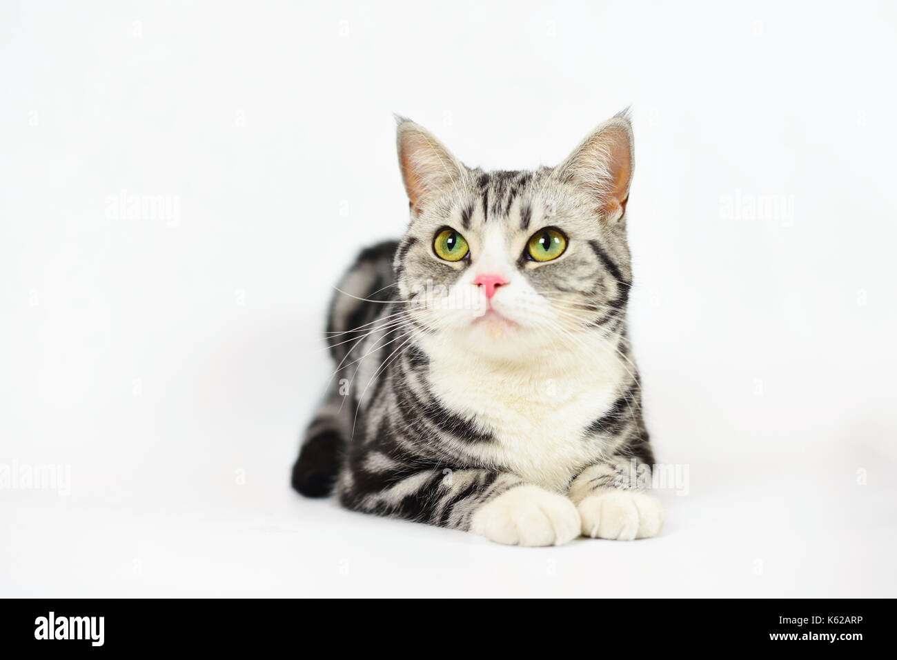 Silver bengal cat hi-res stock photography and images - Alamy
