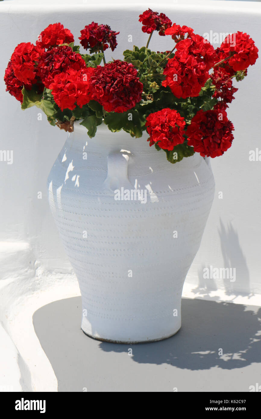 Red geraniums hi-res stock photography and images - Alamy