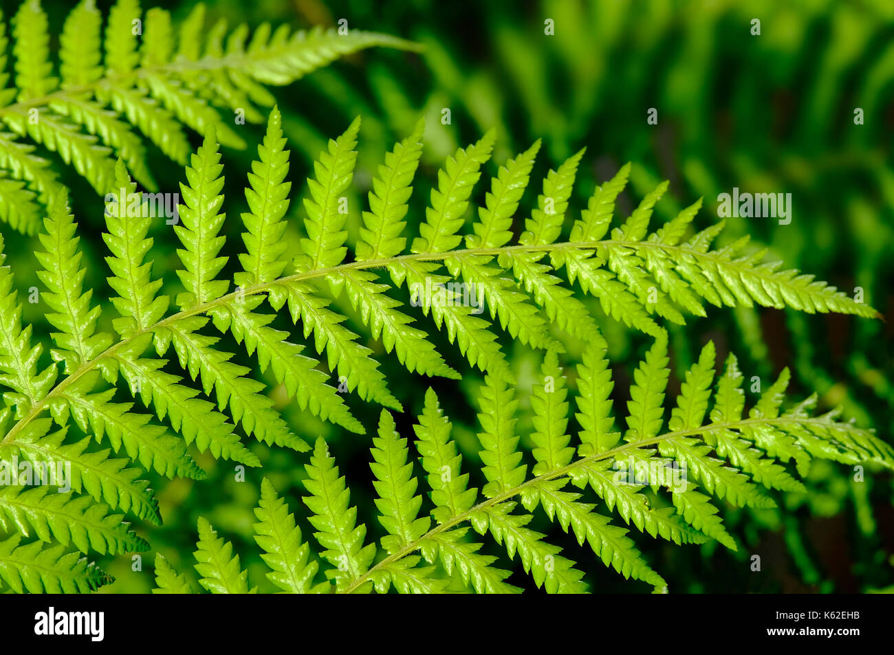tree fern fronds Stock Photo - Alamy