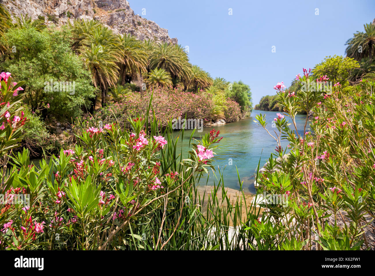 Riverbank tree growth hi-res stock photography and images - Alamy