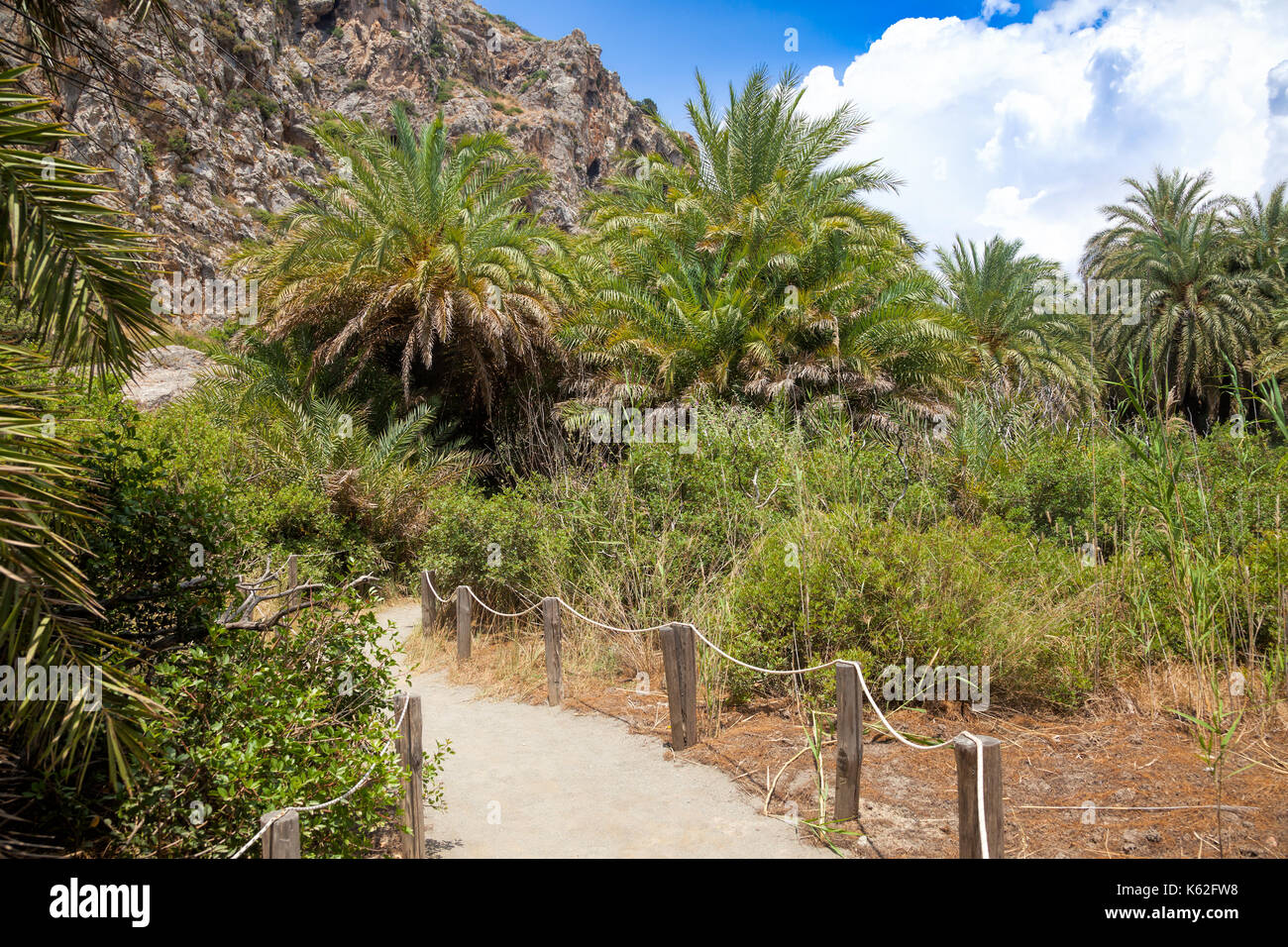 Pathway through Palm forest near Preveli beach in Crete Greece Stock ...