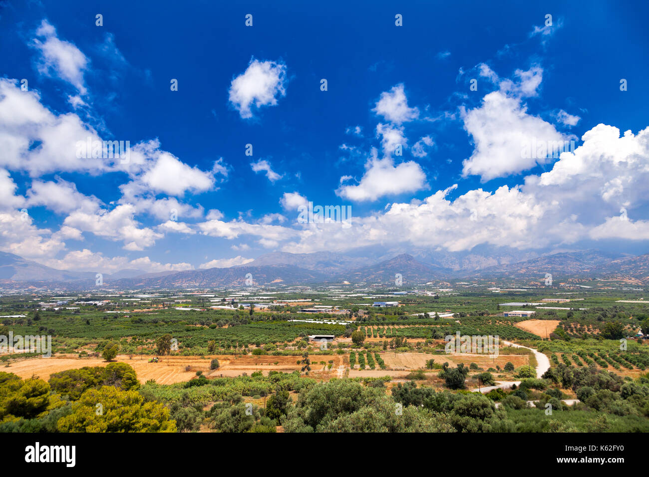 Scenic view of summer Crete Greek Island with olive tree plantations ...