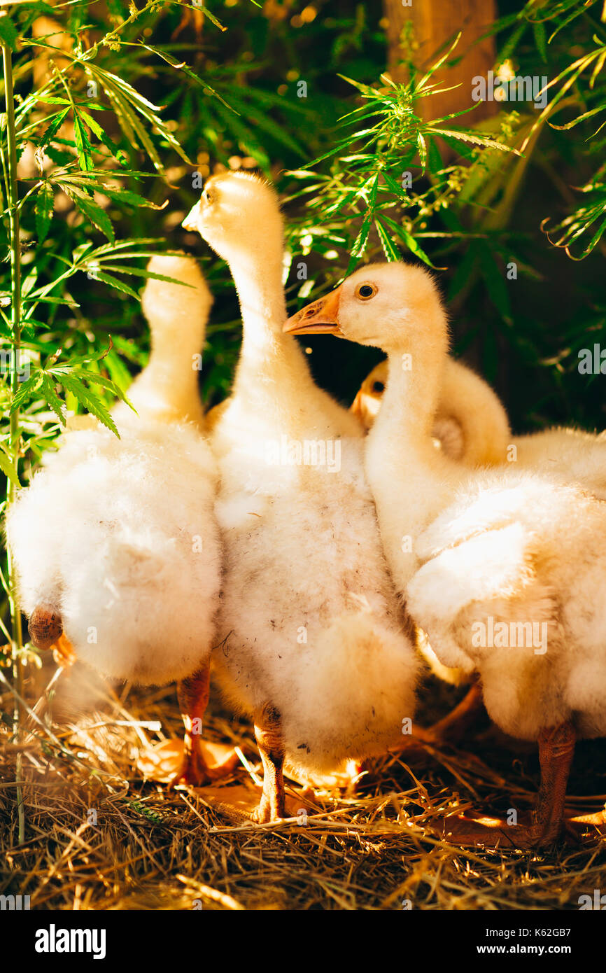 Five young goose together sit on the grass Stock Photo - Alamy
