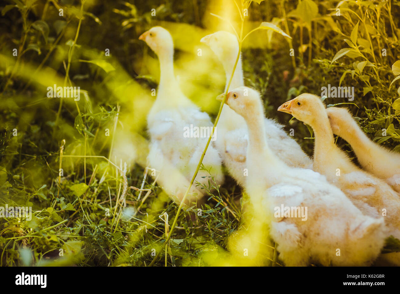Five young goose together sit in the grass Stock Photo - Alamy