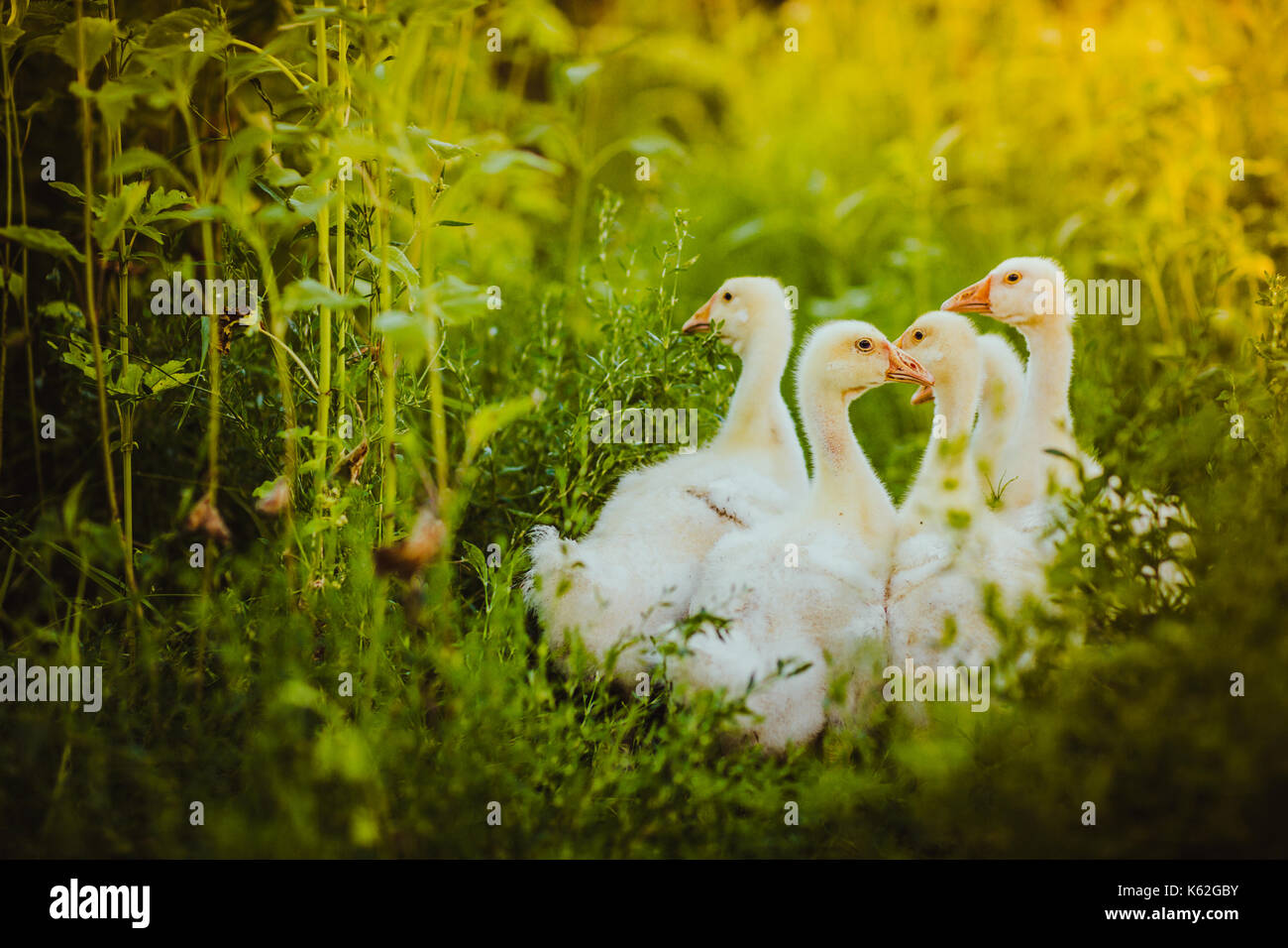 Five young goose together sit in the grass Stock Photo - Alamy