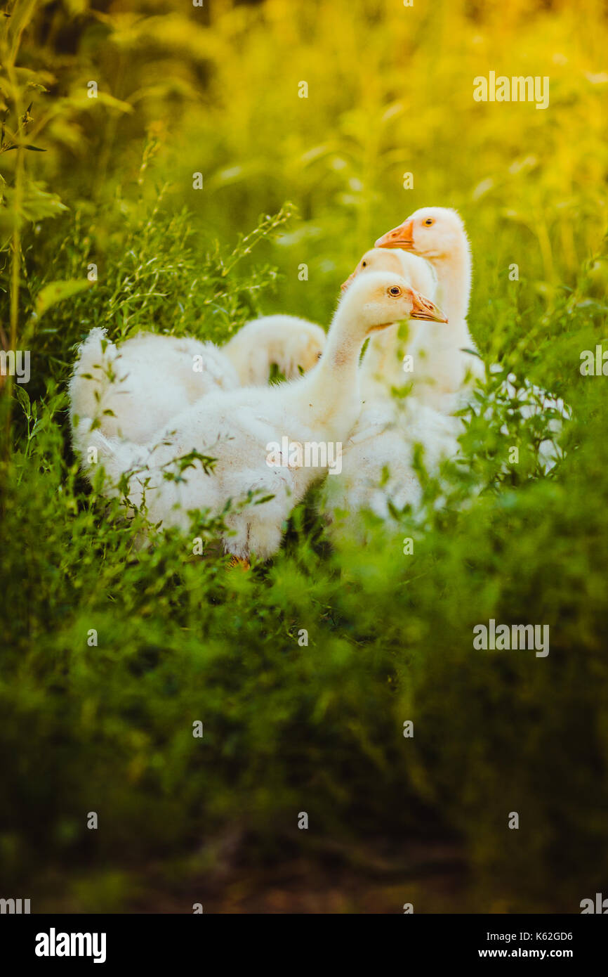 Five young goose together sit in the grass Stock Photo - Alamy