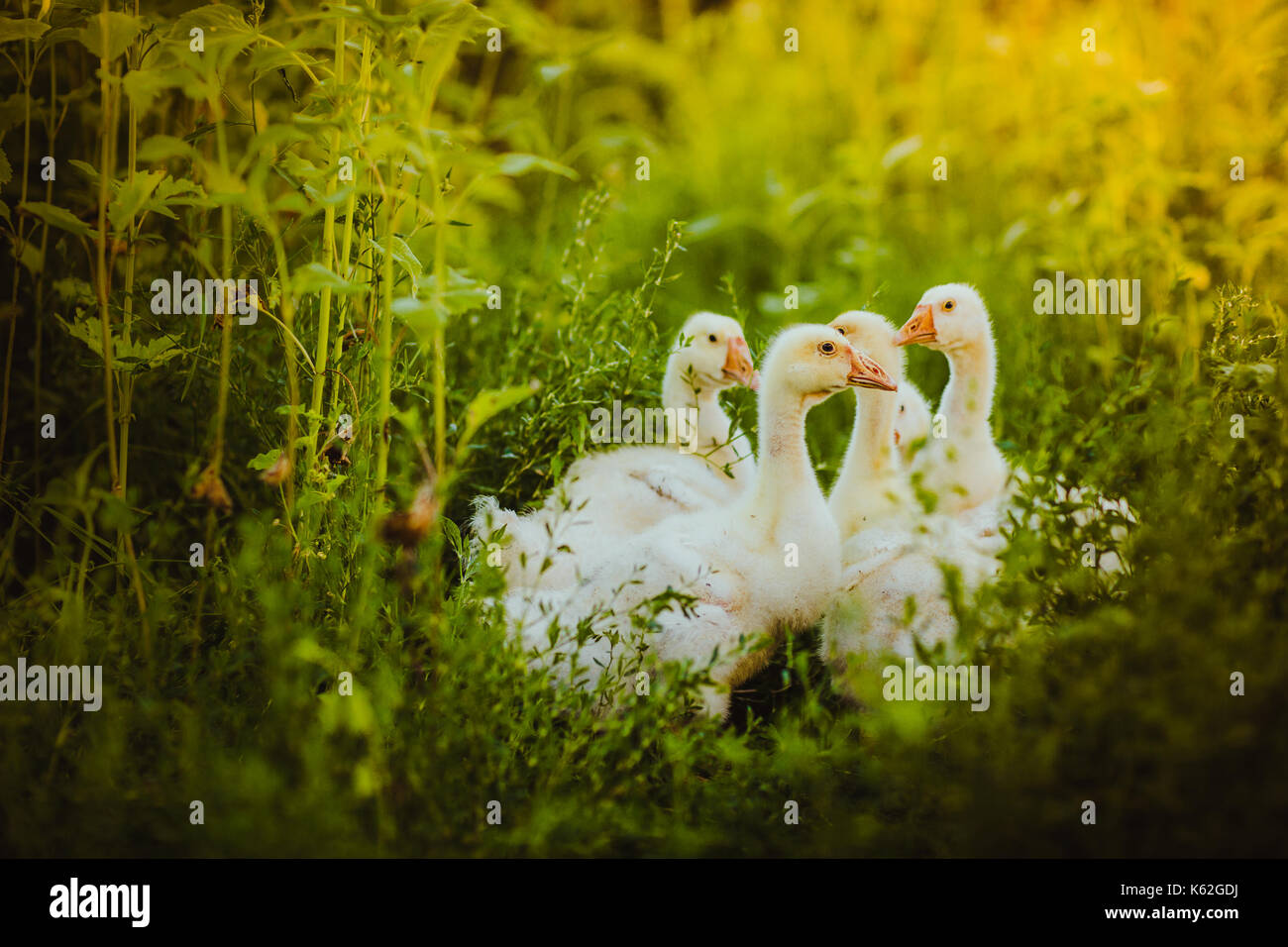 Five young goose together sit in the grass Stock Photo - Alamy