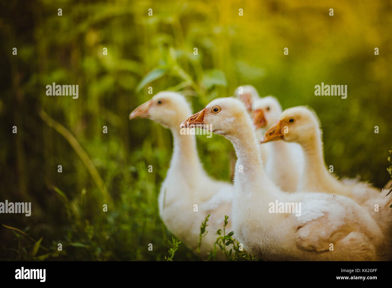 Five young goose together sit in the grass Stock Photo - Alamy