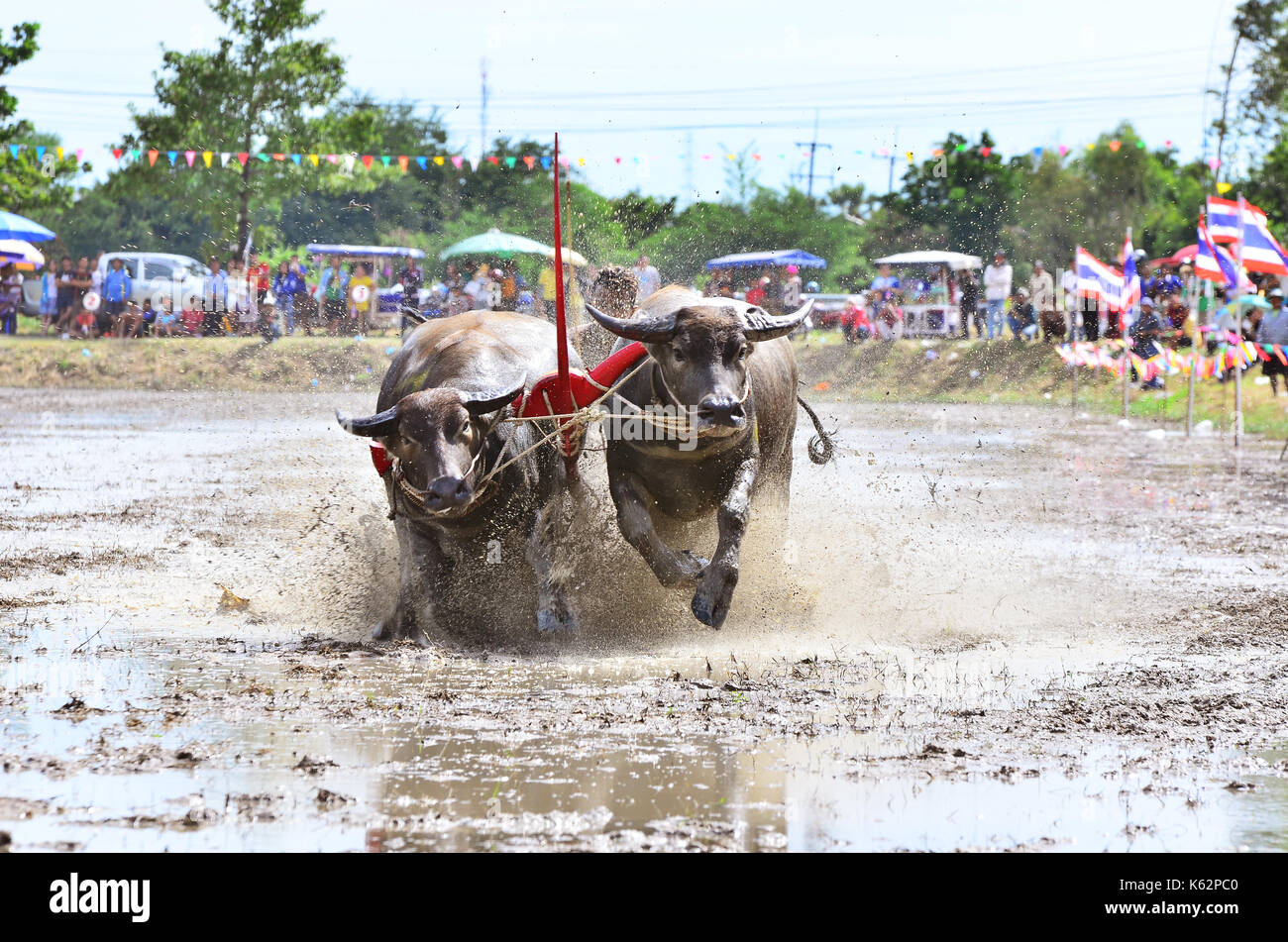 Buffalo running race traditional activity, 16 July 2017, Chonburi ...