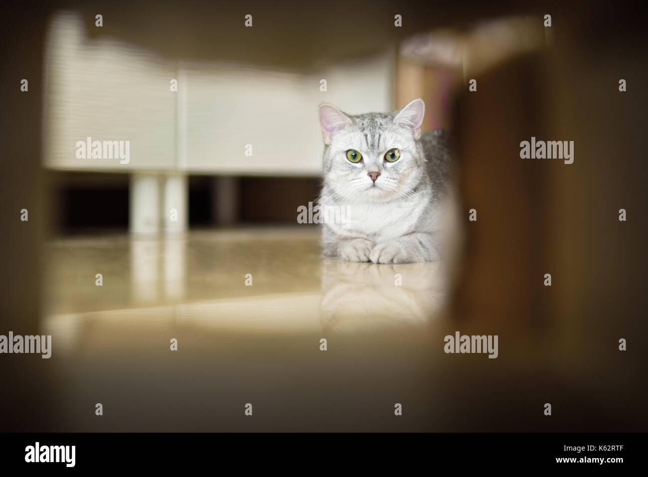 Cat cardboard box hi-res stock photography and images - Alamy
