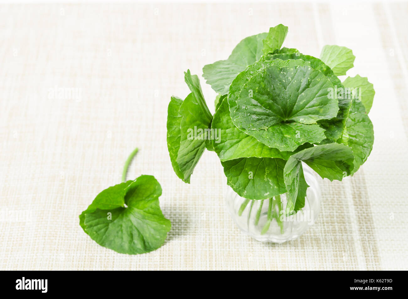 Centella asiatica leaf hi-res stock photography and images - Alamy
