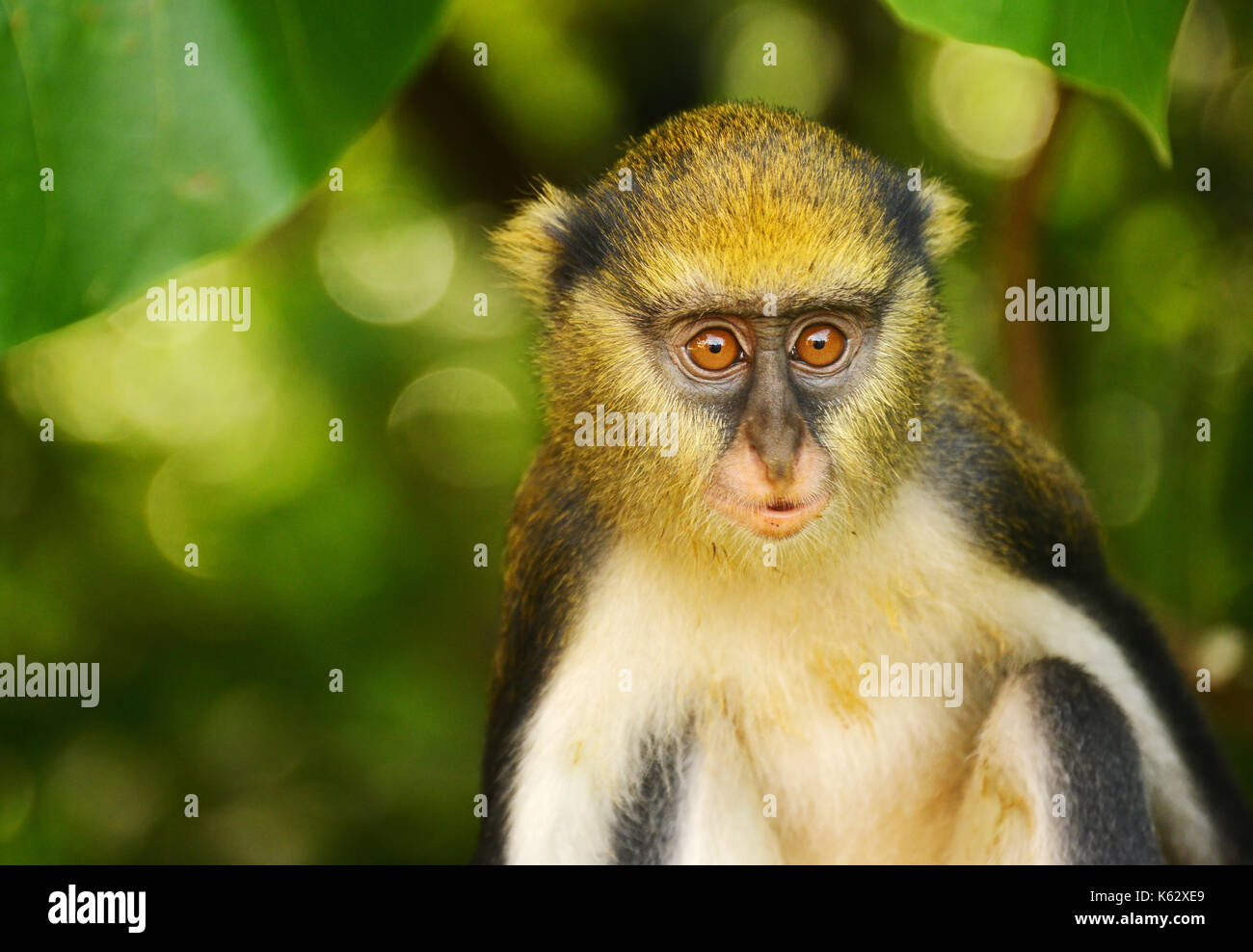 Mona monkey hi-res stock photography and images - Alamy