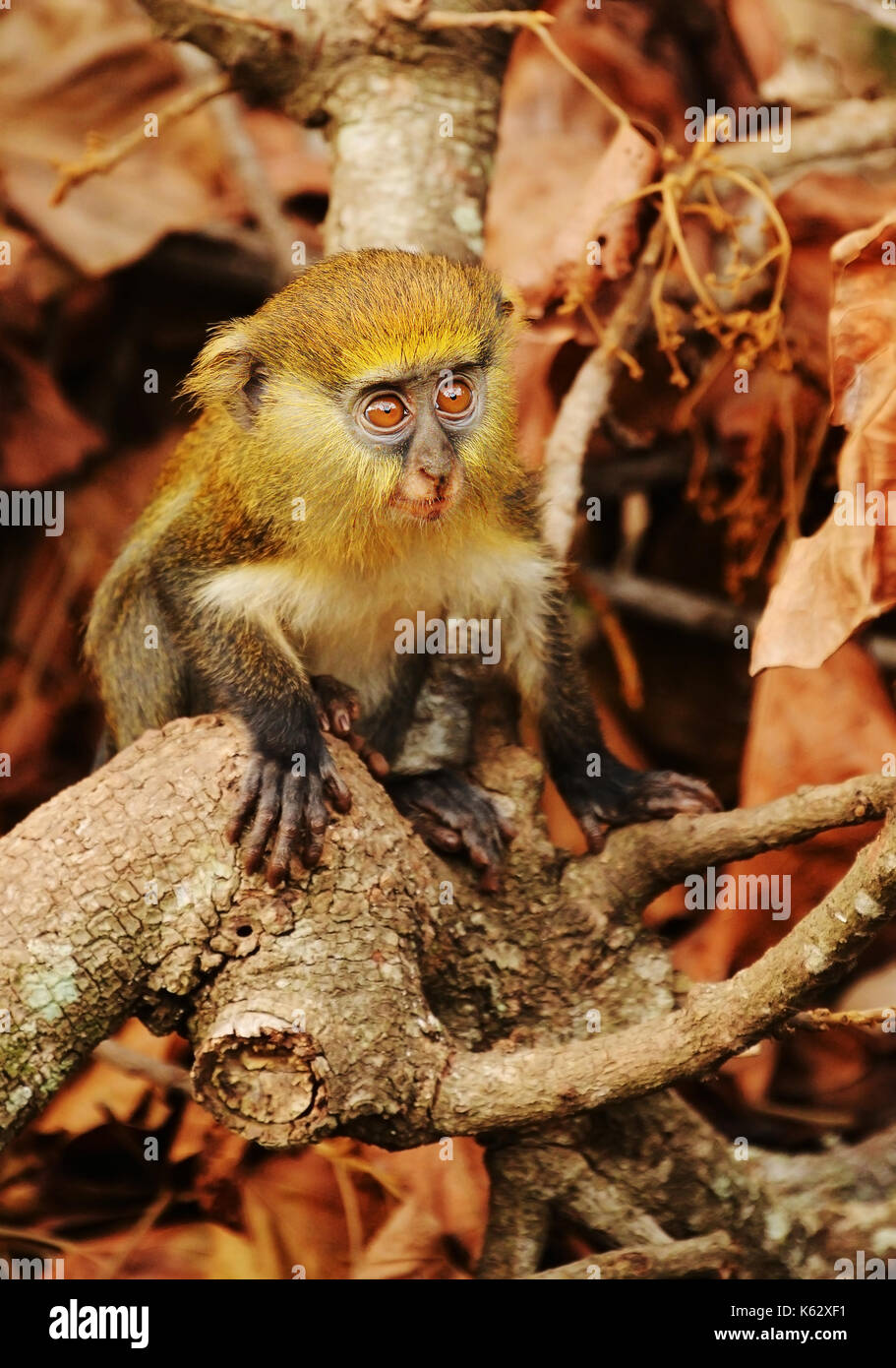 Ghana wildlife hi-res stock photography and images - Alamy