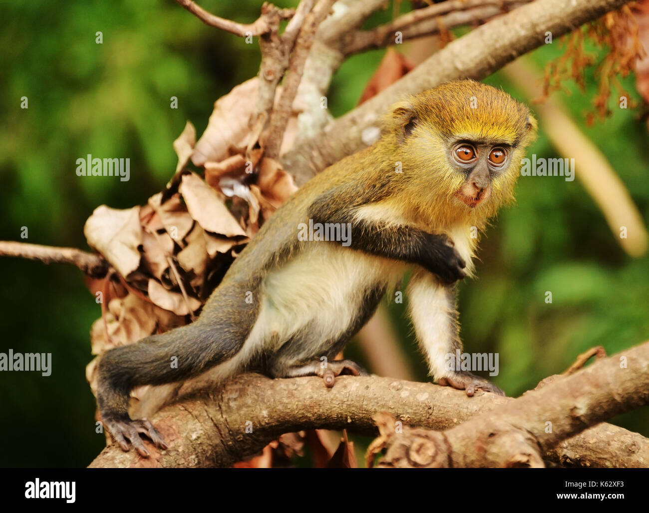 Mona monkey hi-res stock photography and images - Alamy
