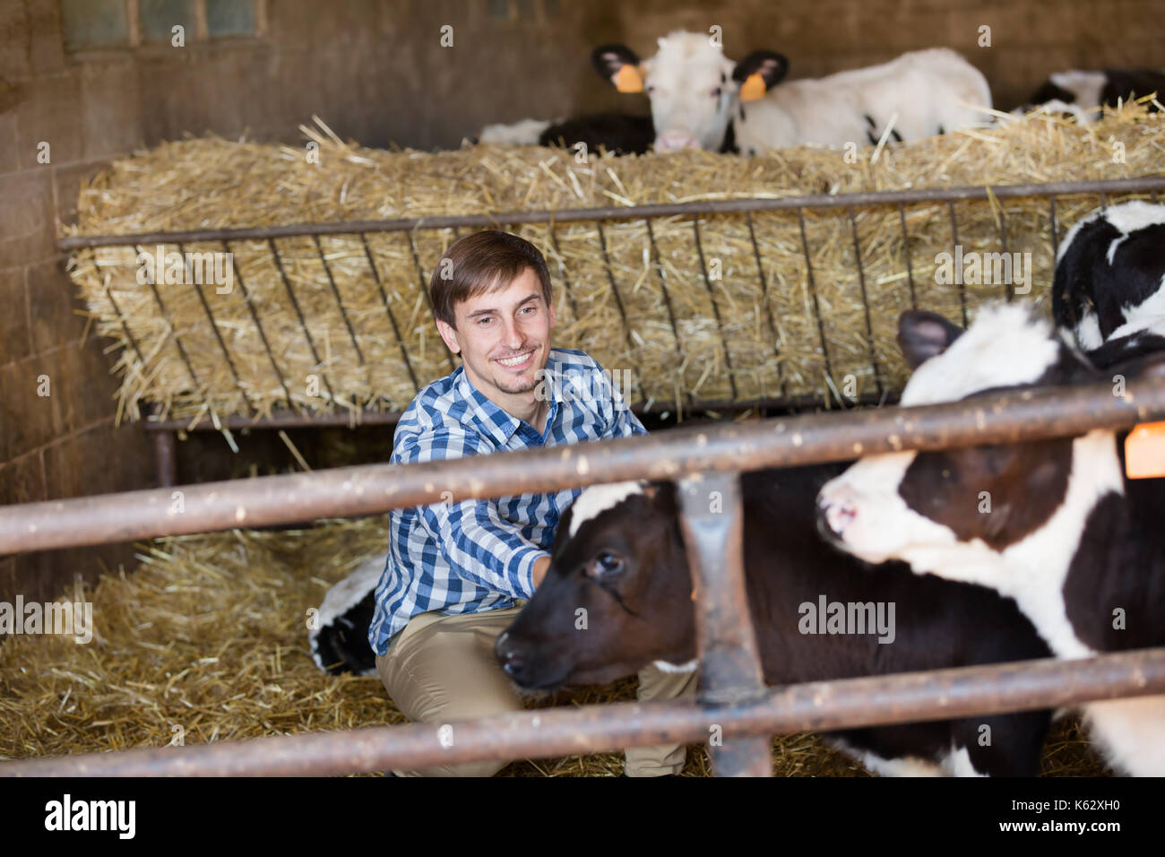 young male farmer handling cows in hangar and smiling Stock Photo - Alamy