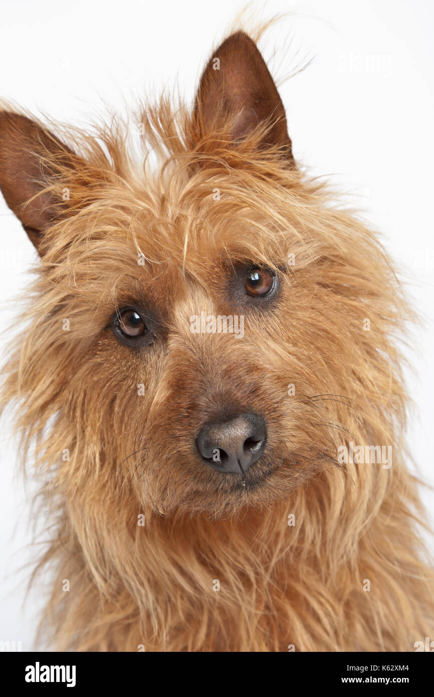 Ratters hi-res stock photography and images - Alamy