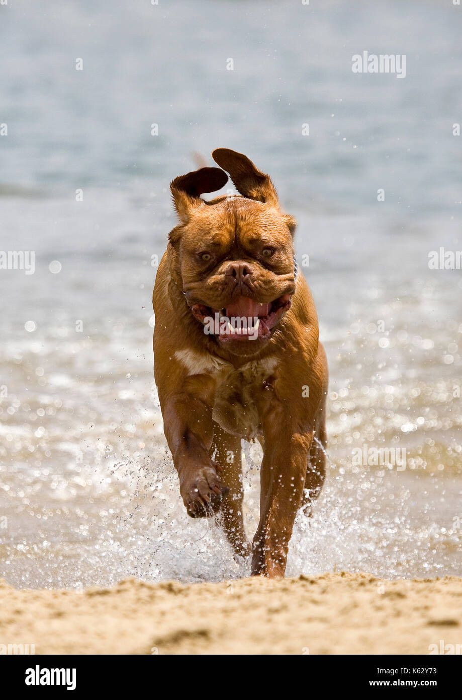 Studio shot of a dog Stock Photo - Alamy