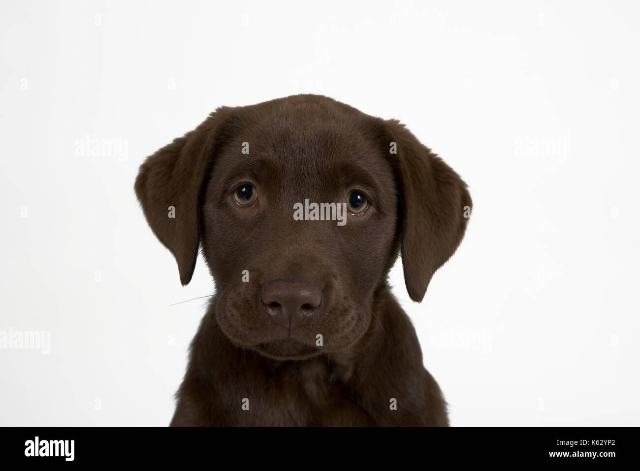 brown labrador puppy Stock Photo - Alamy