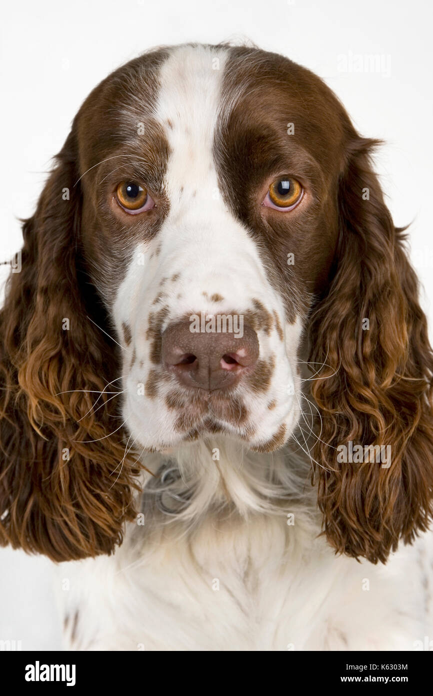 Head of springer hi-res stock photography and images - Alamy