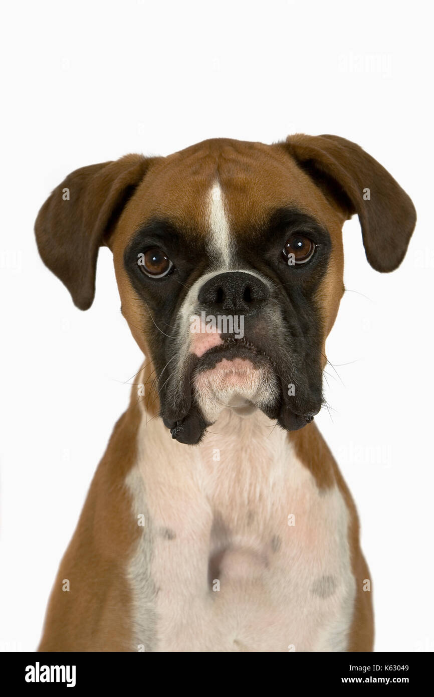 Boxer dog head shot hi-res stock photography and images - Alamy