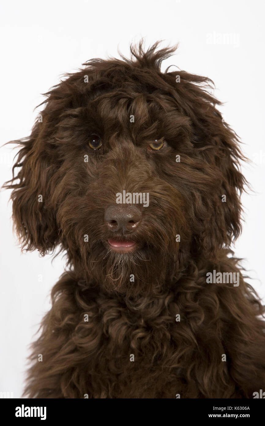 Studio shot of a dog Stock Photo - Alamy