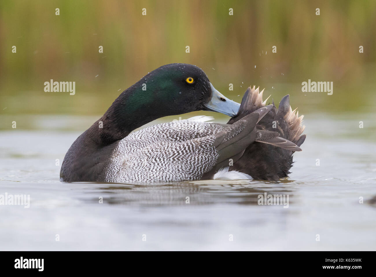 Greater Scaup (Aythya marila), adult male preening Stock Photo - Alamy