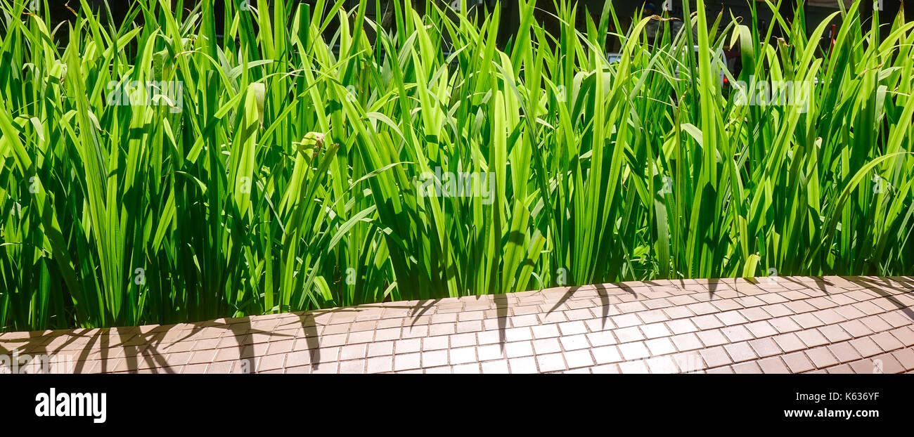 Green grass under sun light at the park in Singapore Stock Photo - Alamy