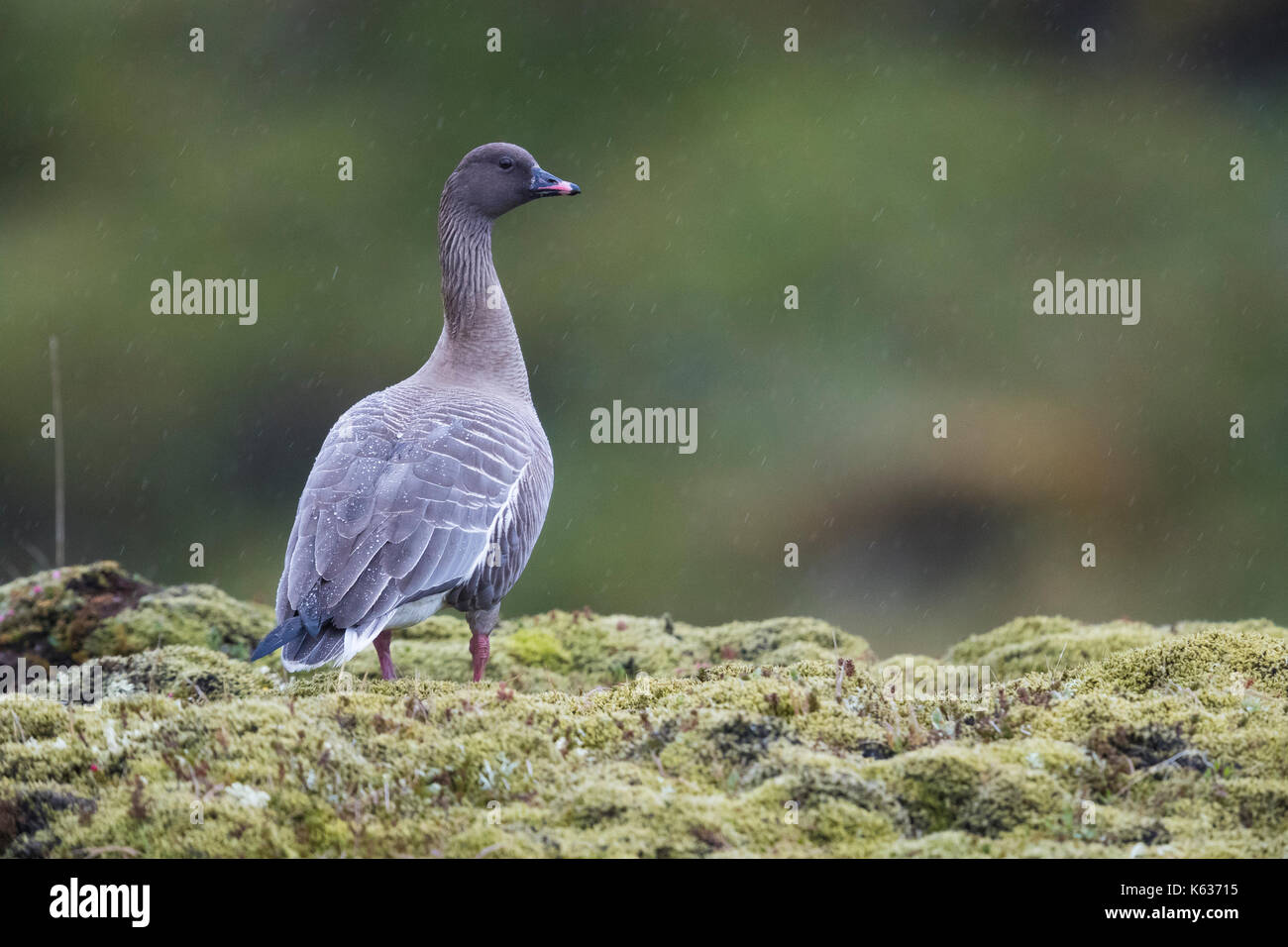 Pink-footed Goose (Anser brachyrhynchus), adult standing in its ...