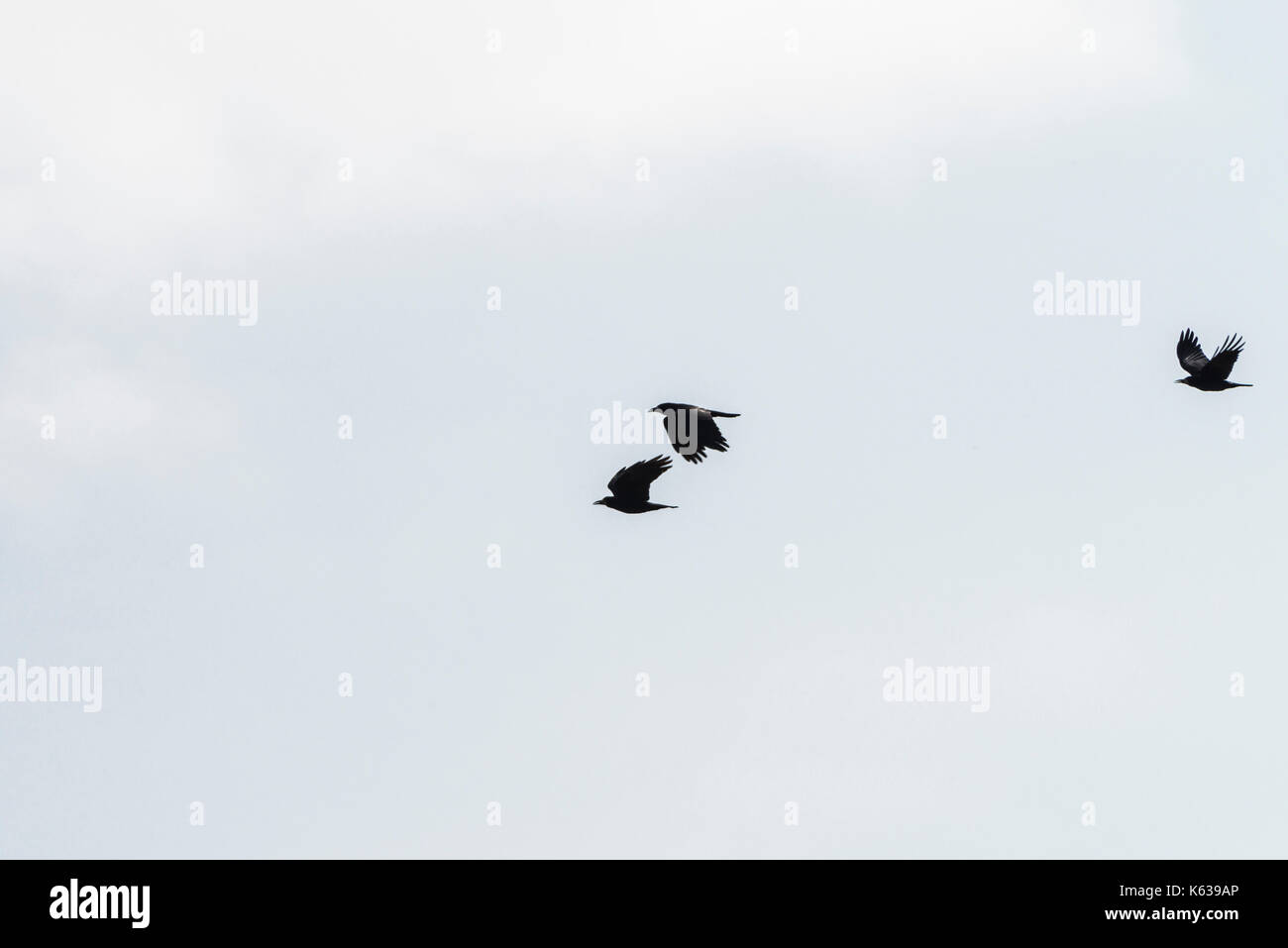 Three rooks hi-res stock photography and images - Alamy