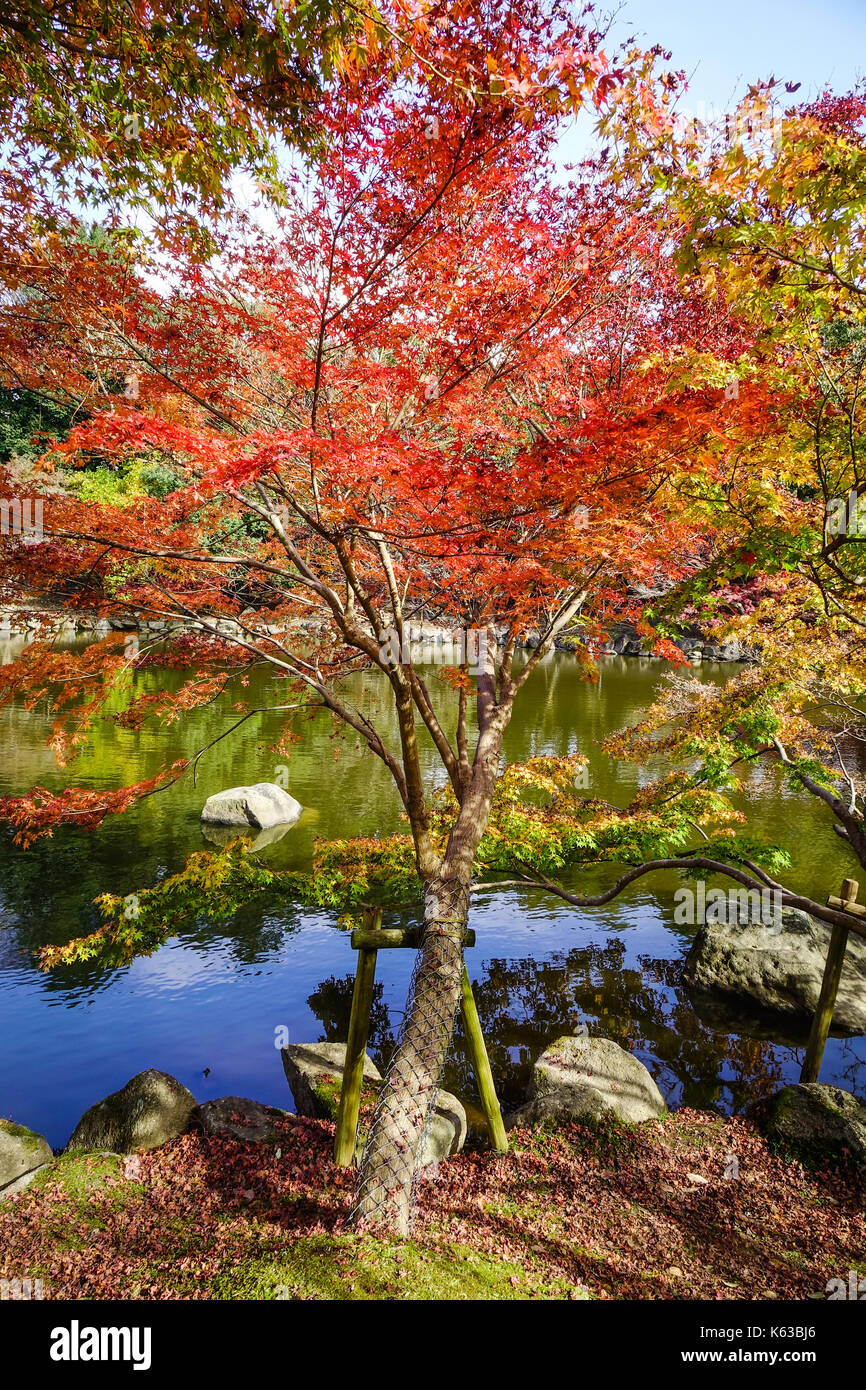 Red maple tree at autumn in Nara, Kansai, Japan Stock Photo - Alamy