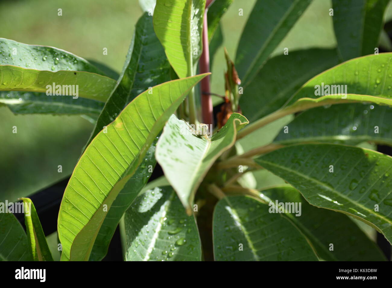 Baby Lizard on Big Green Leaf Stock Photo - Alamy