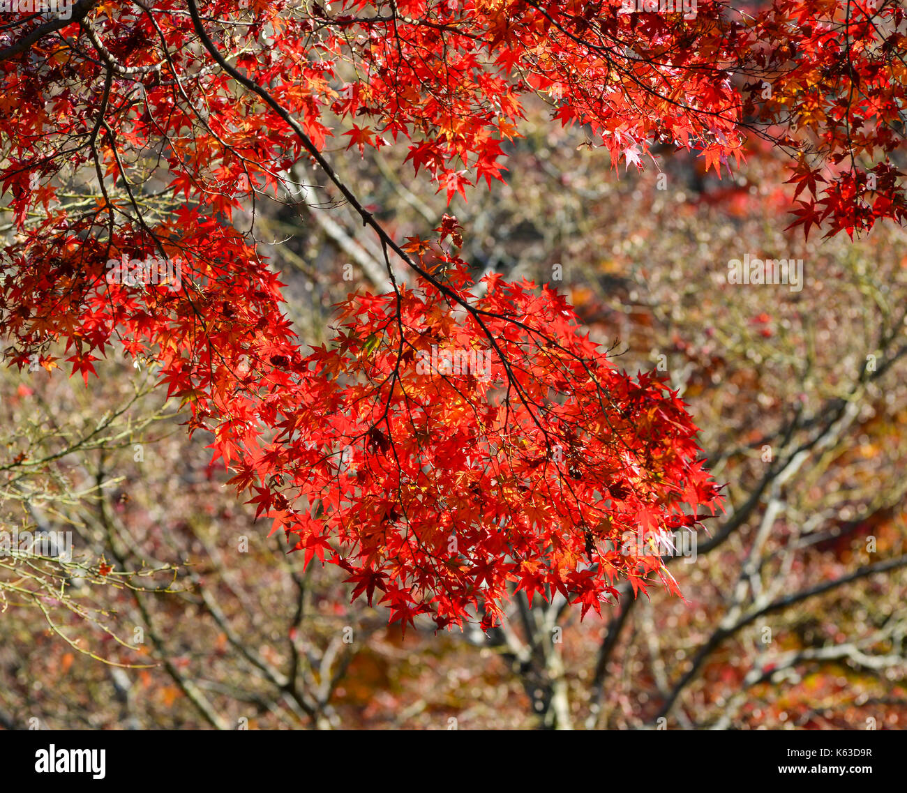 Landscape of Japanese garden at autumn in Nara, Kansai, Japan. Maple ...