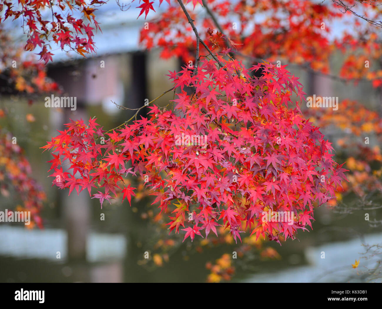 Landscape of Japanese garden at autumn in Nara, Kansai, Japan. Red ...