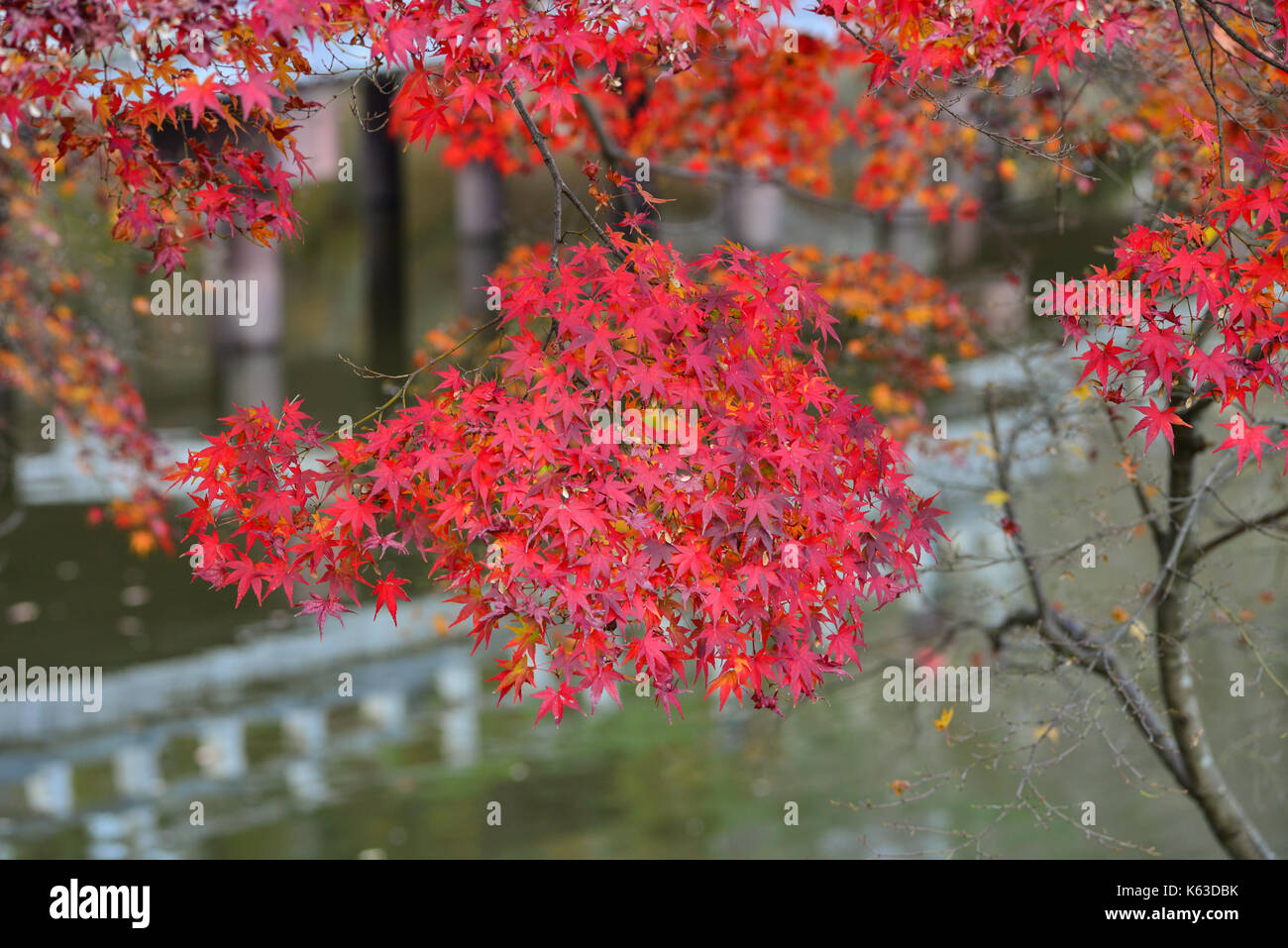 Landscape of Japanese garden at autumn in Nara, Kansai, Japan. Red ...