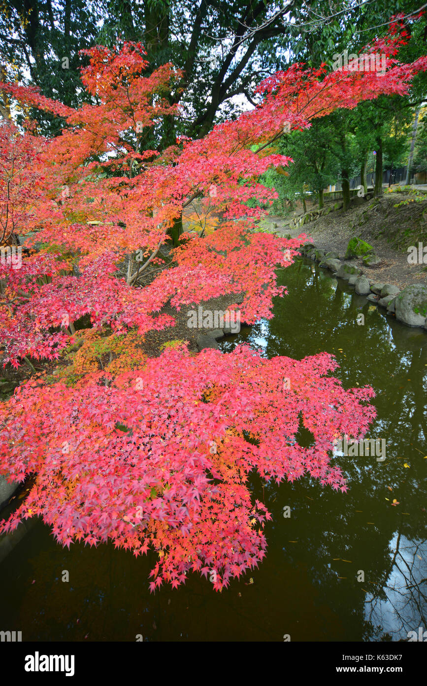 Landscape of Japanese garden in Nara, Kansai, Japan. Red leaves, macro ...