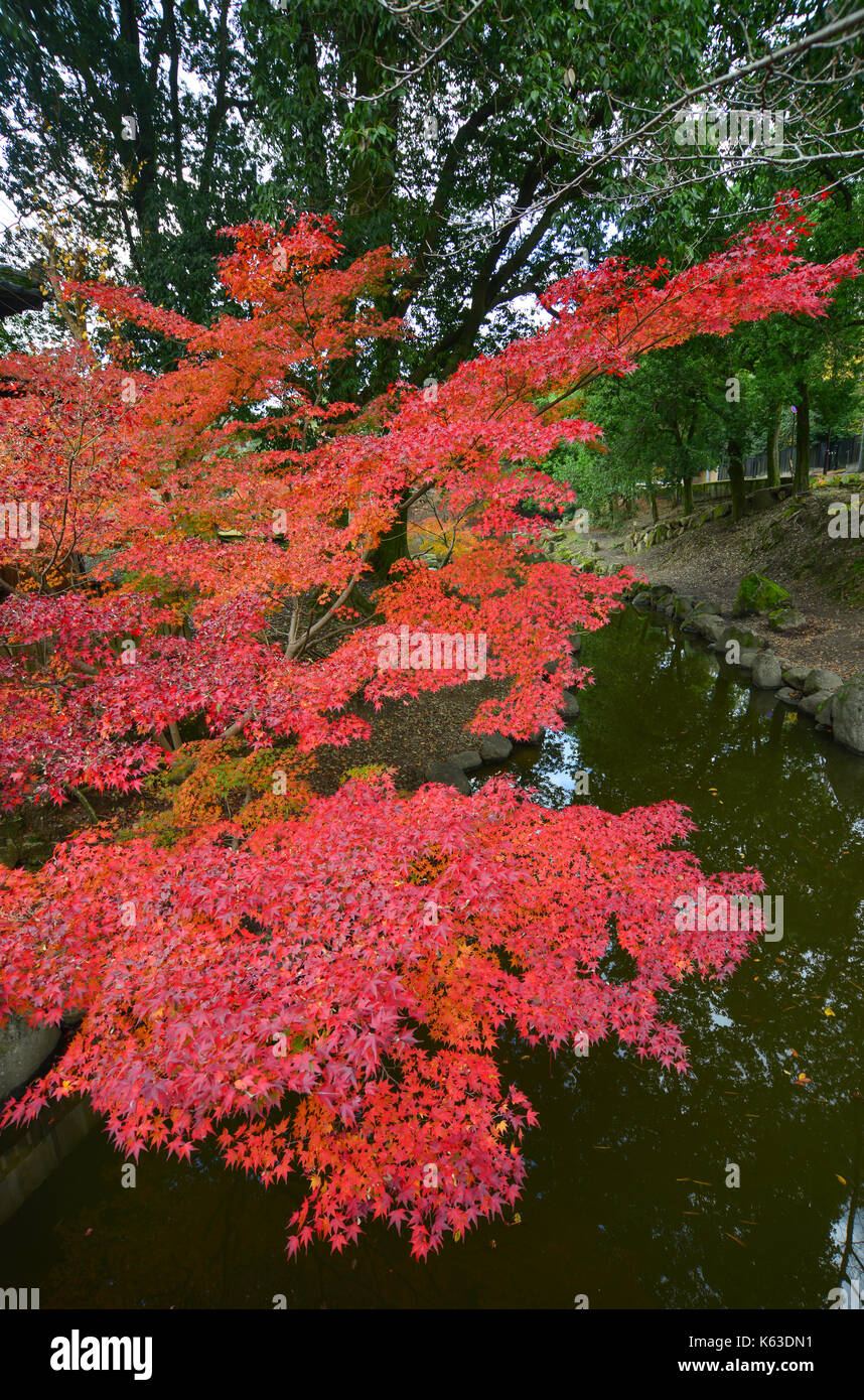 Maple tree at Japanese garden in Nara, Kansai, Japan. Red leaves, macro ...