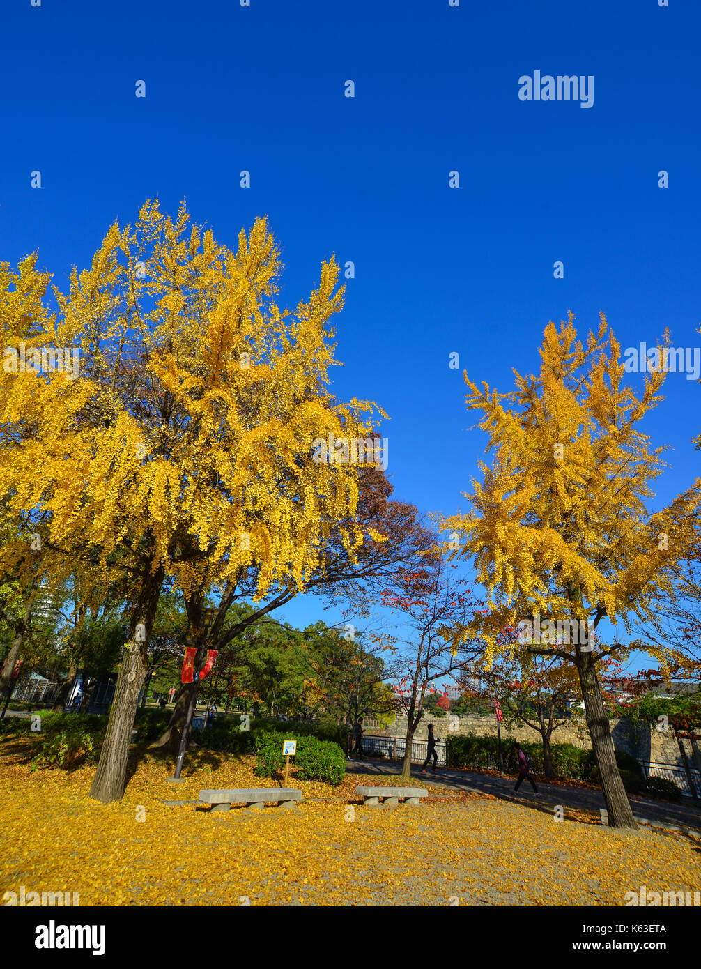 Osaka, Japan - Nov 26, 2016. Landsacpe of the city park with many trees ...