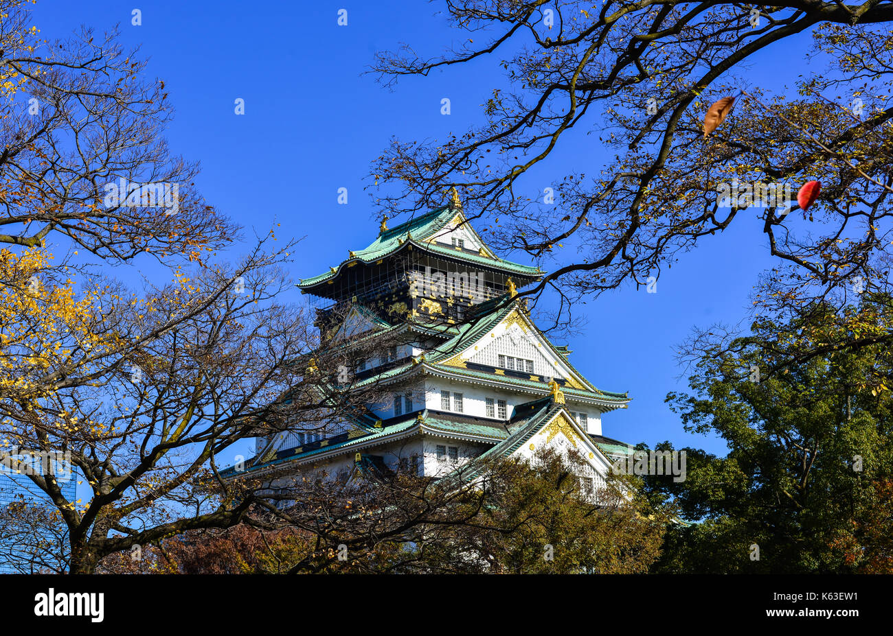 Top of Osaka Castle with many autumn trees in Osaka, Japan. The castle ...