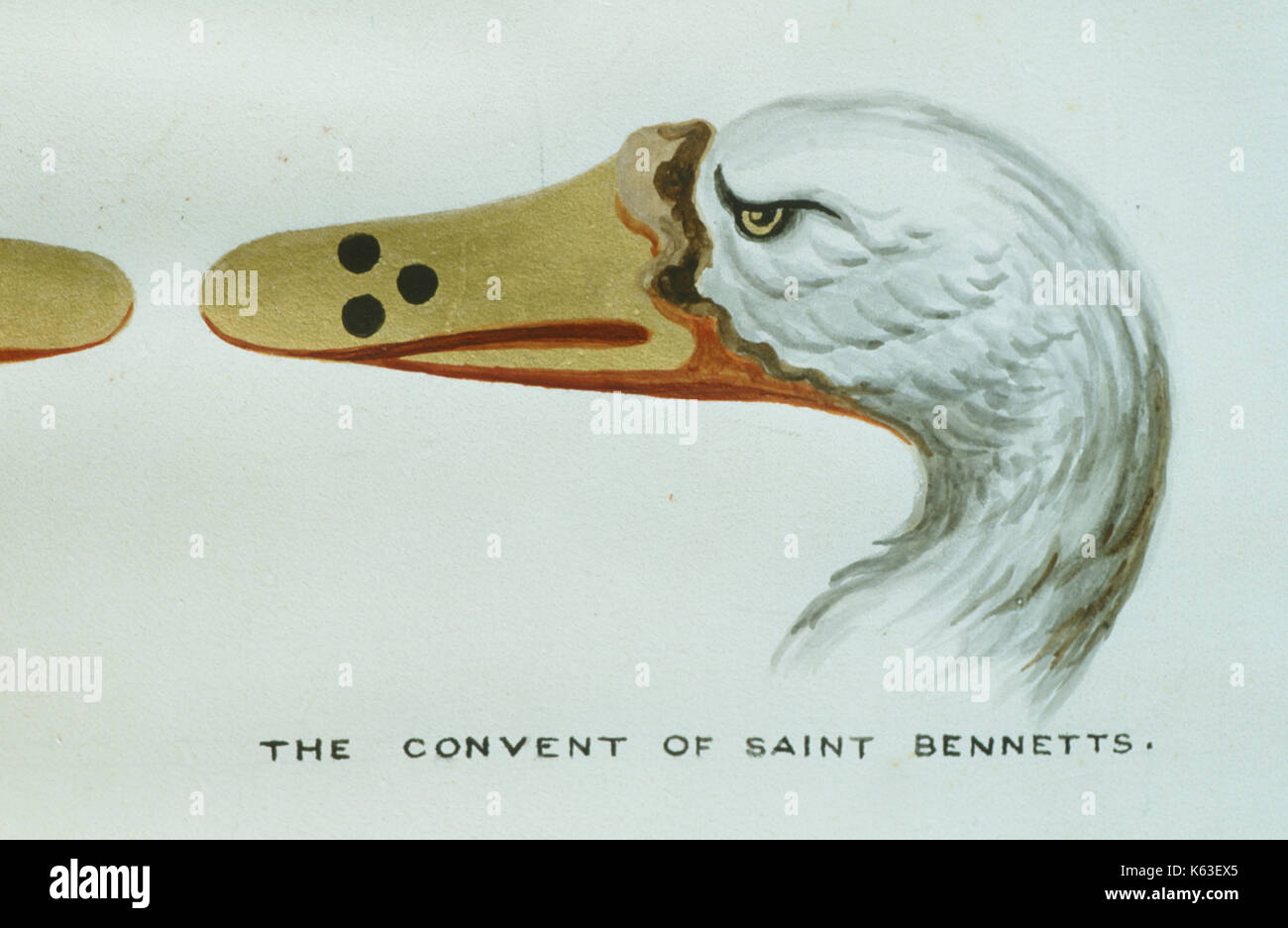 Swan upping beak markings hi-res stock photography and images - Alamy