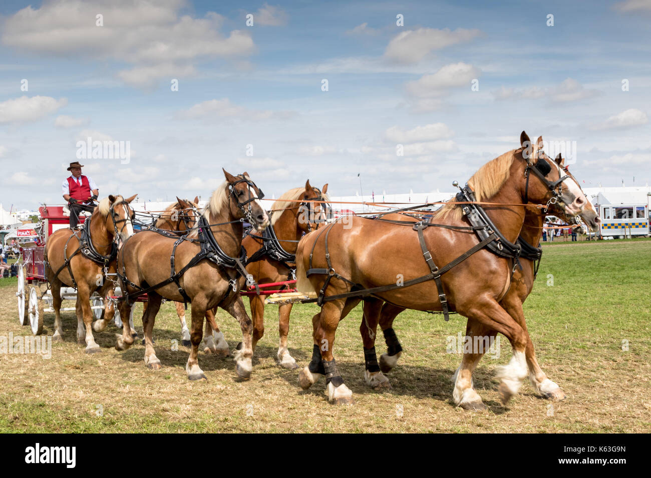 Working Horse Team High Resolution Stock Photography and Images - Alamy