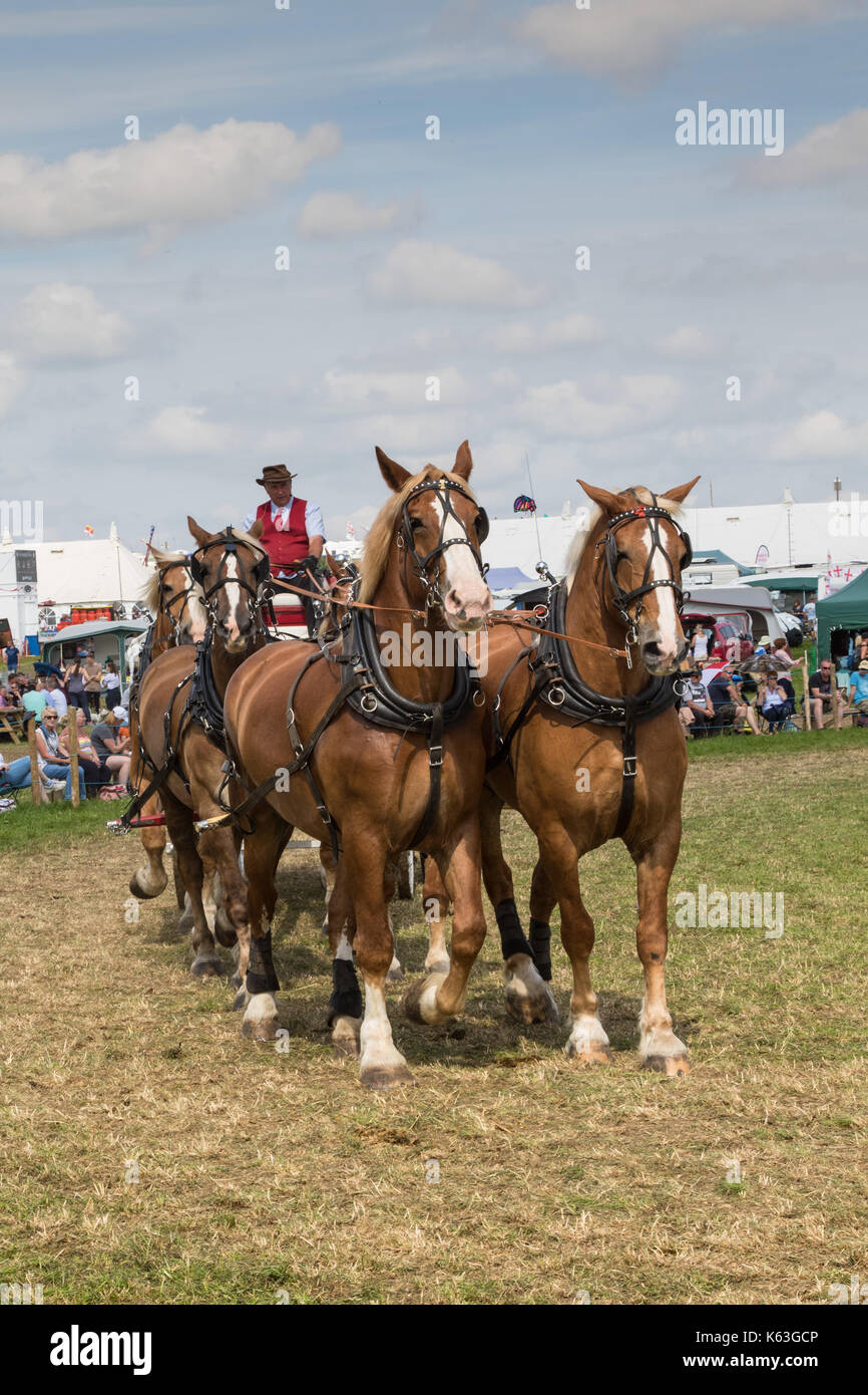 Working Horse Team High Resolution Stock Photography and Images - Alamy