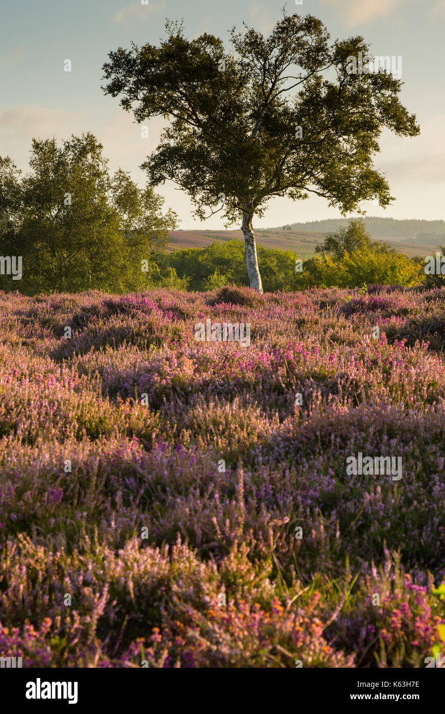 New forest heather rockford common hi-res stock photography and images ...